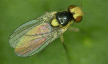 Liriomyza bryoniae - Agricultura