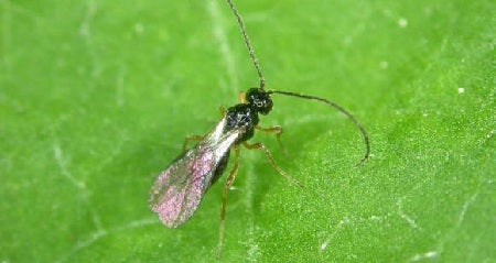 Opius pallipes - Agricultura