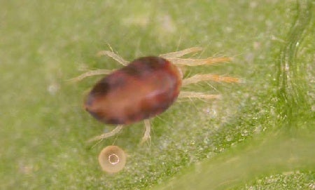 Tetranychus urticae - Agricultura